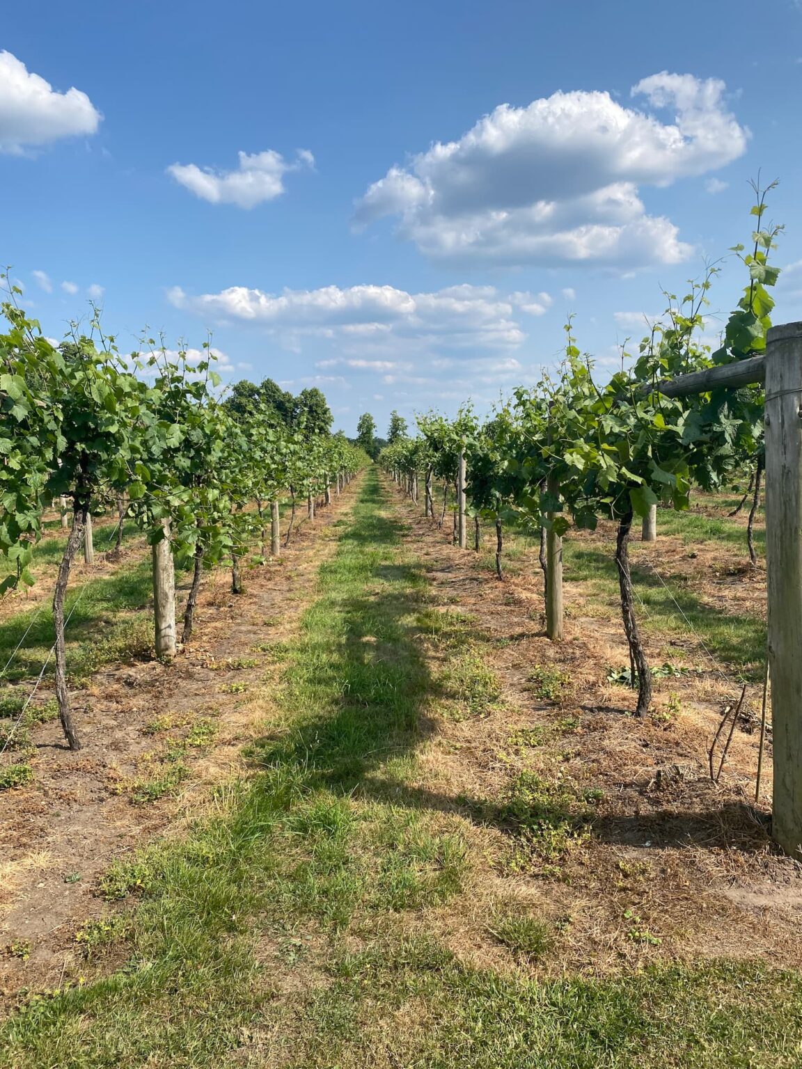 Roman Vineyards - Quintessentially English