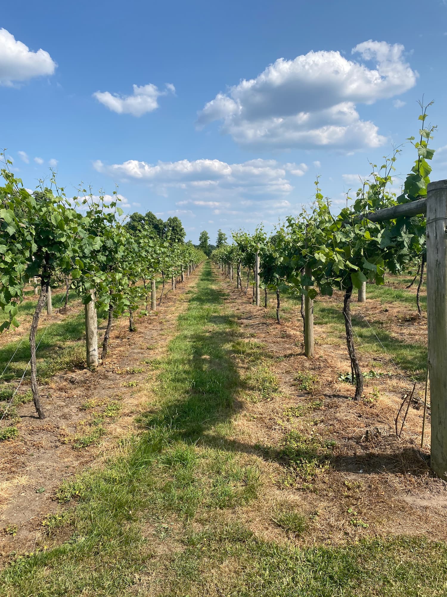 Roman Vineyards - Quintessentially English